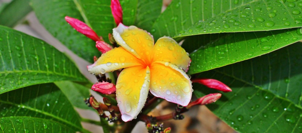 Dentist Delphi IN, Cosmetic Dentistry